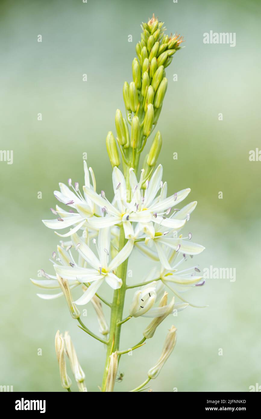 Close up of a white camassia (camassia quamash) flower in bloom Stock ...