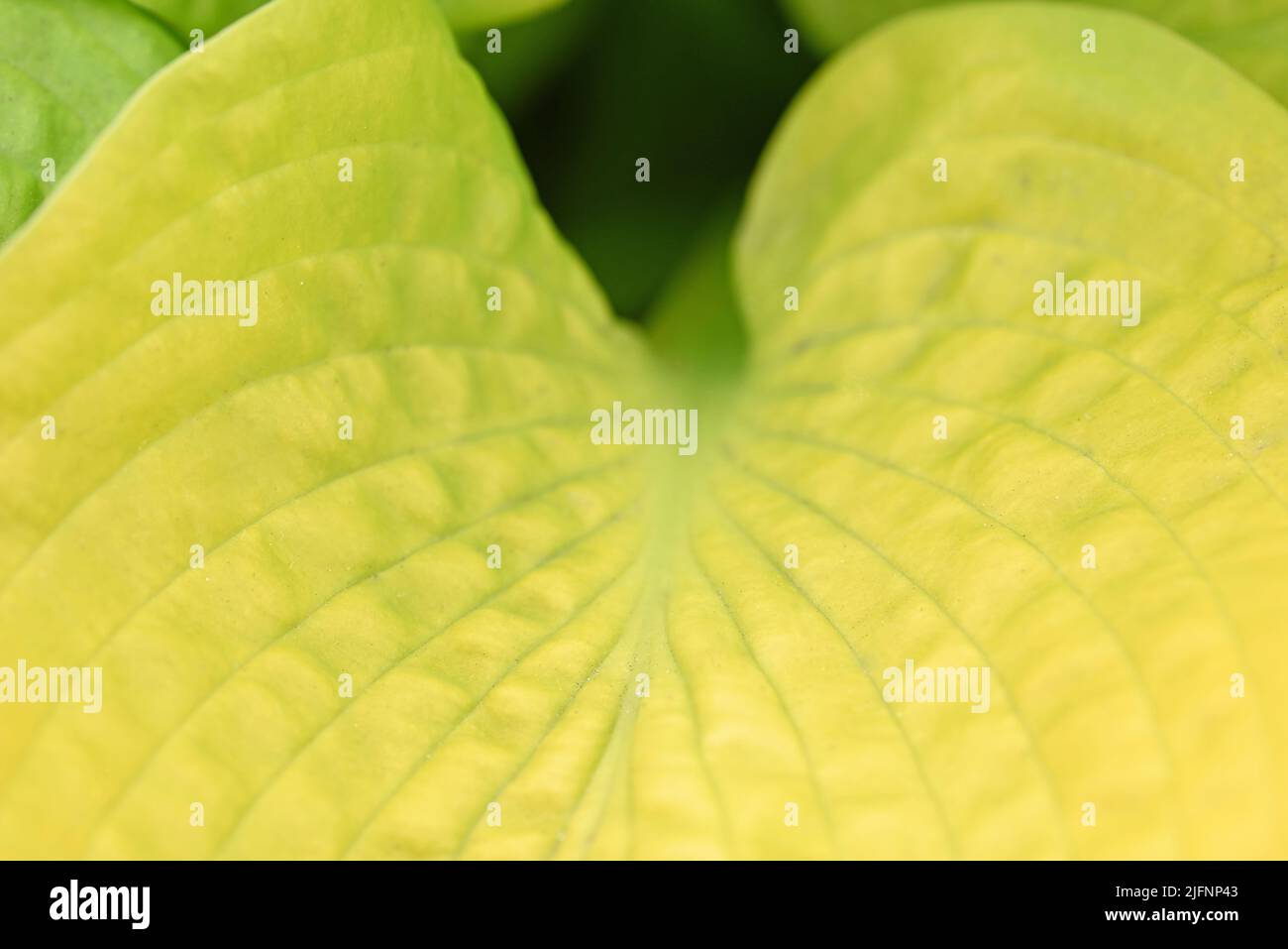Hosta Funkia, close up of yellow leaf Stock Photo - Alamy