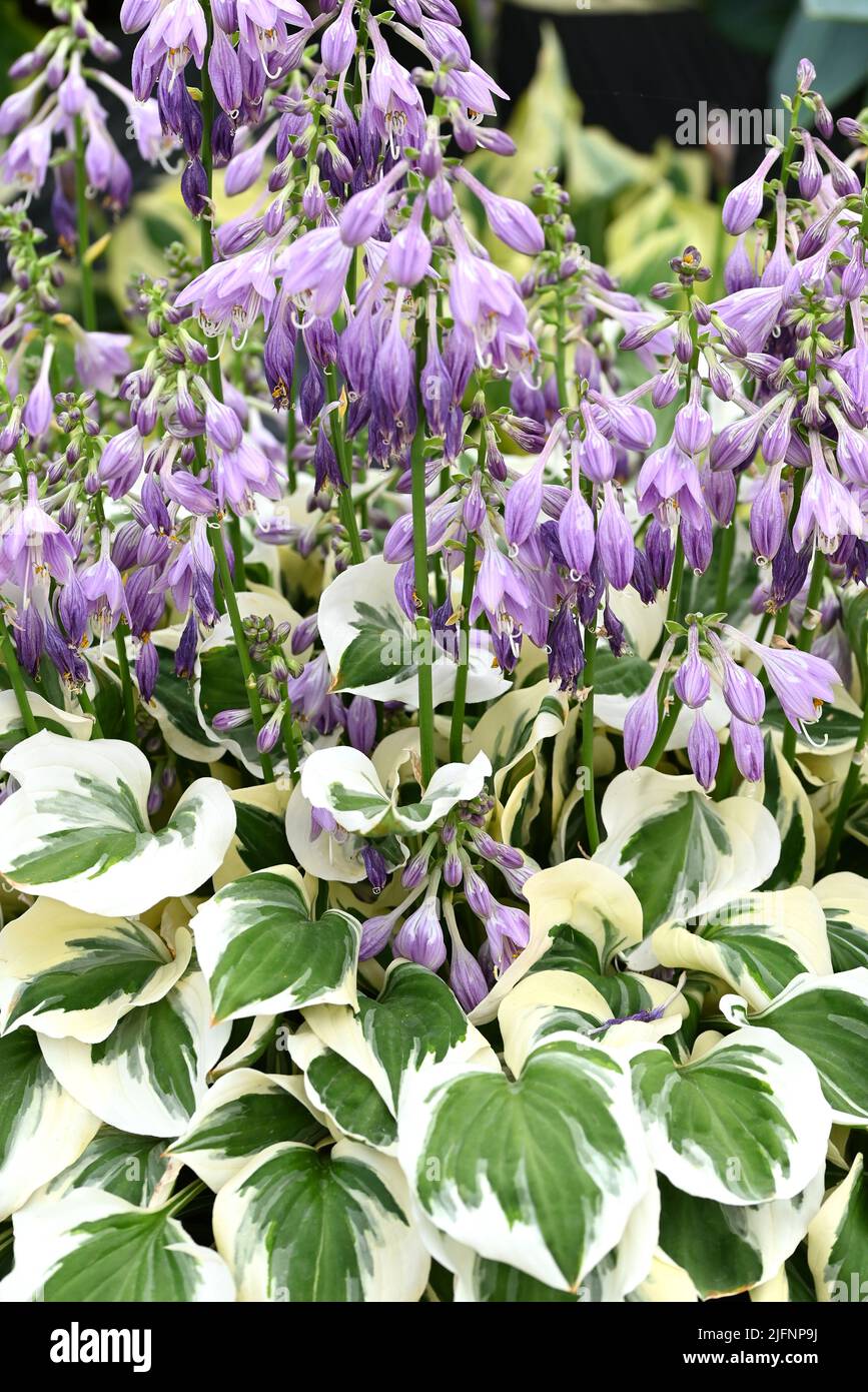 The flowering hosta bushes. Hosta - an ornamental plant Stock Photo - Alamy
