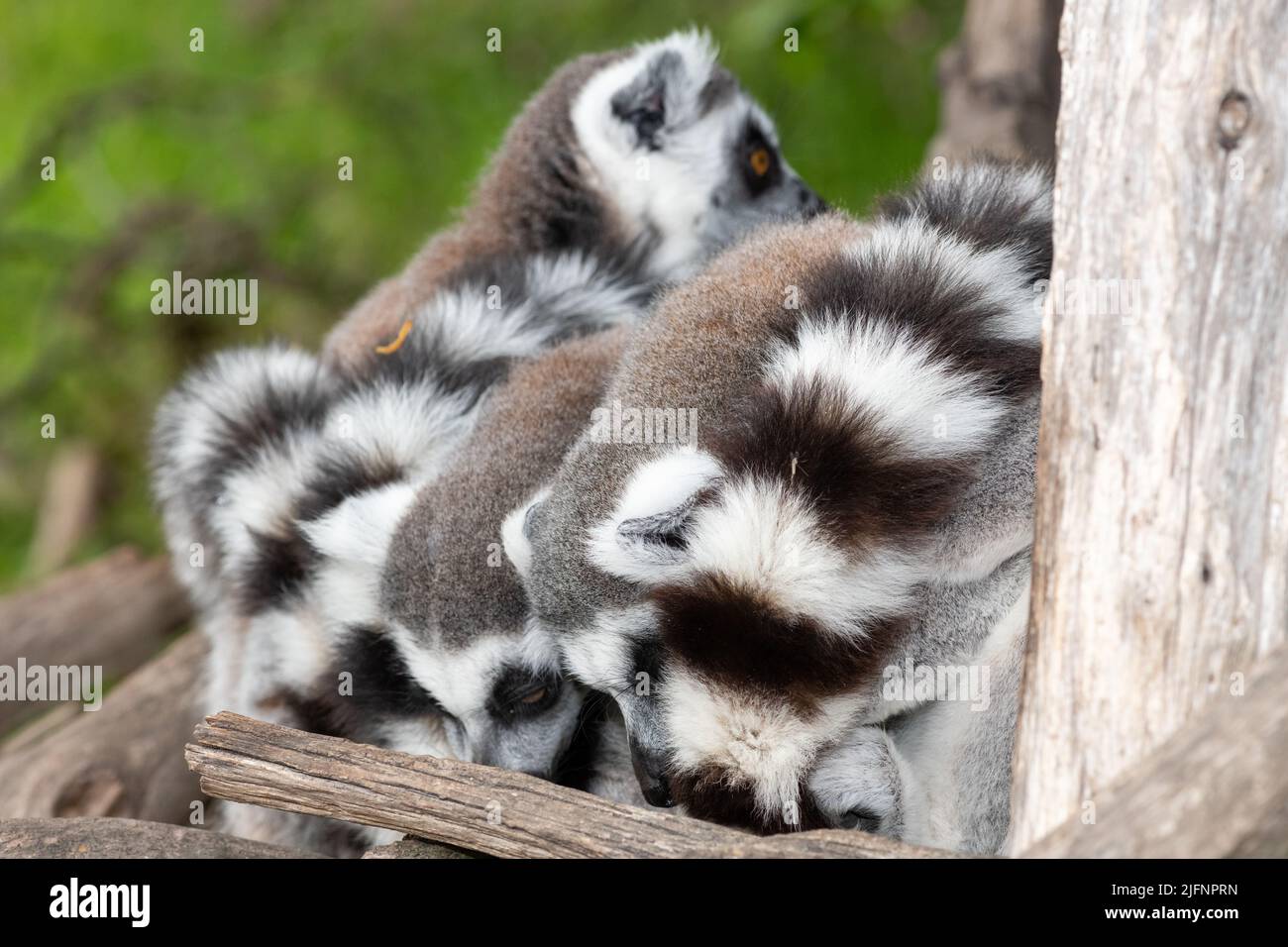 A group of ring tailed lemurs (lemur catta) huddled up together Stock ...