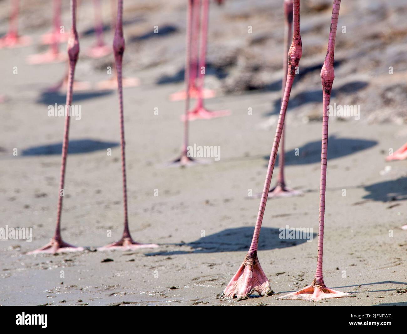 Webbed foot bird hi-res stock photography and images - Alamy