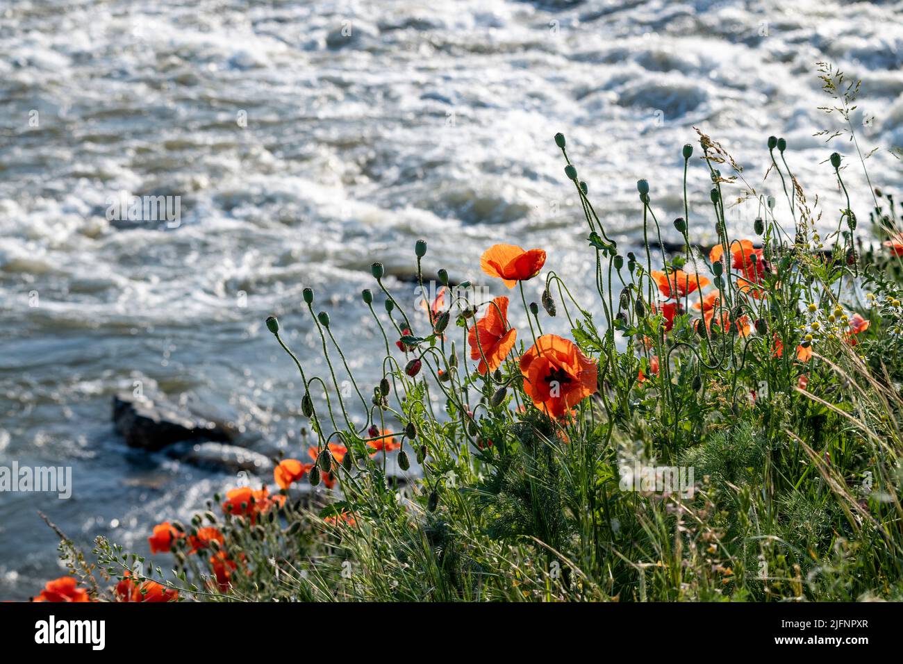 Wild, red poppy flowers growing on the riverbank Stock Photo - Alamy