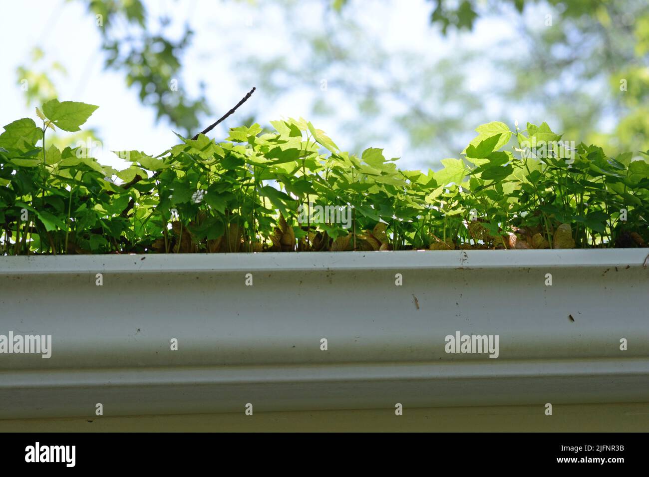 A rain gutter is so clogged with debris and seeds that maple tree ...