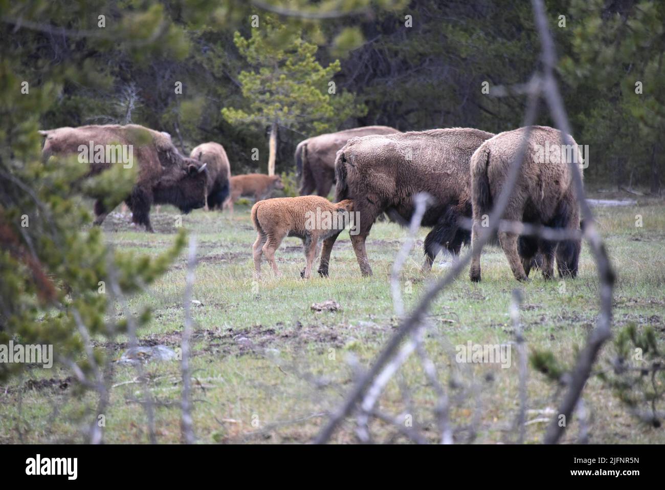 Yellowstone National Park, U.S.A. 5/21-24/2022. American Bison. 5,000 ...