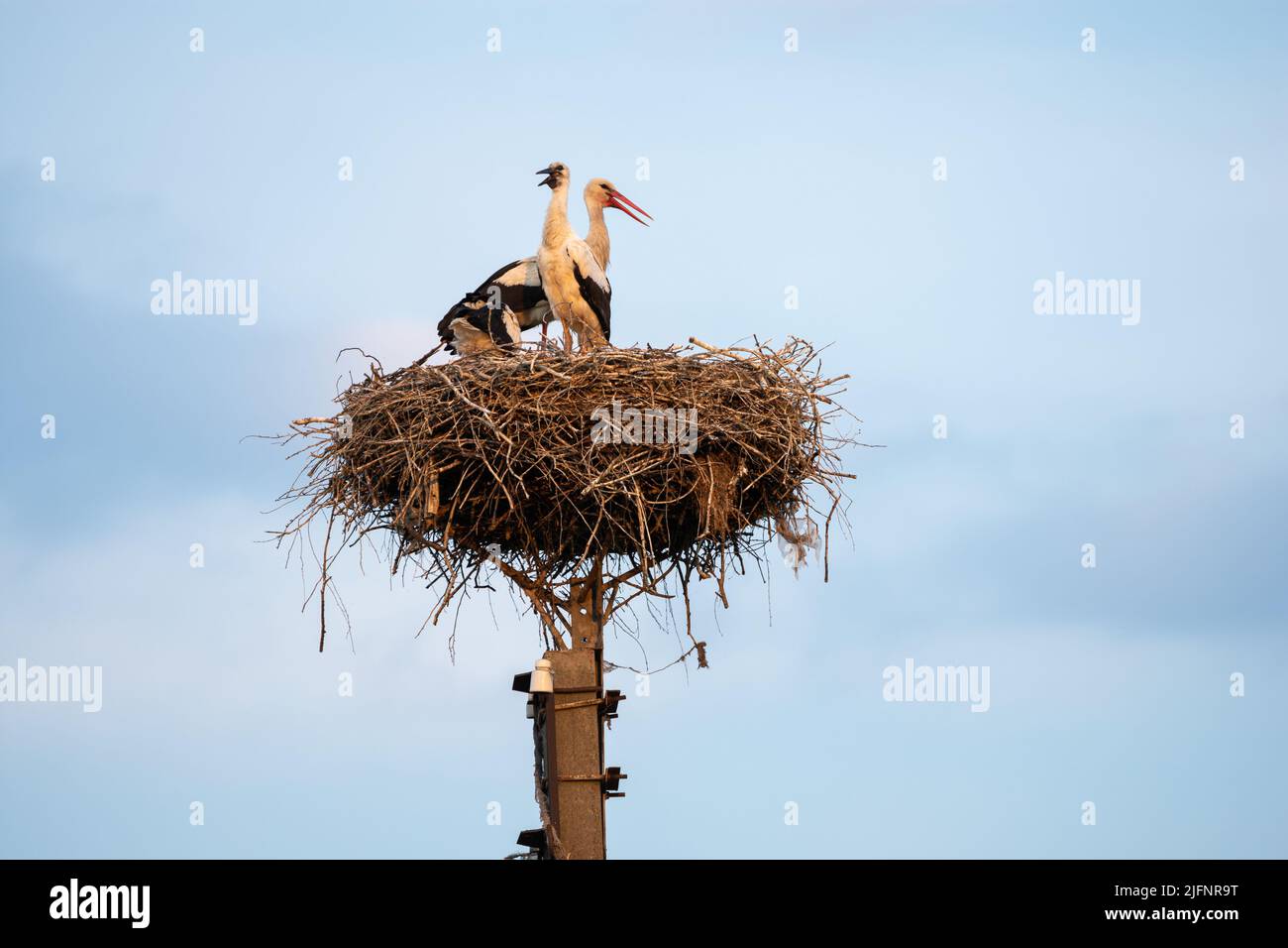 Family of storks in the nest on blue sky background Stock Photo - Alamy