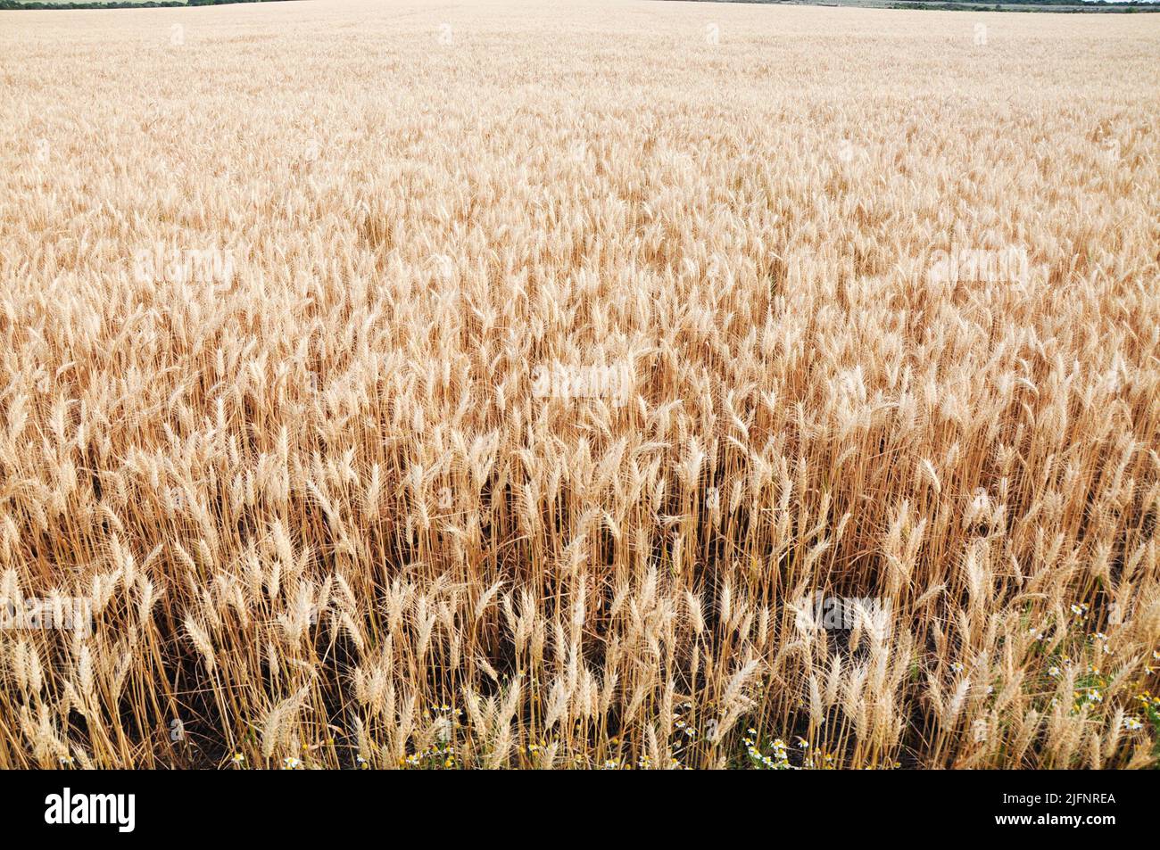 Cultivos cultivos trigo cereal hi-res stock photography and images - Alamy