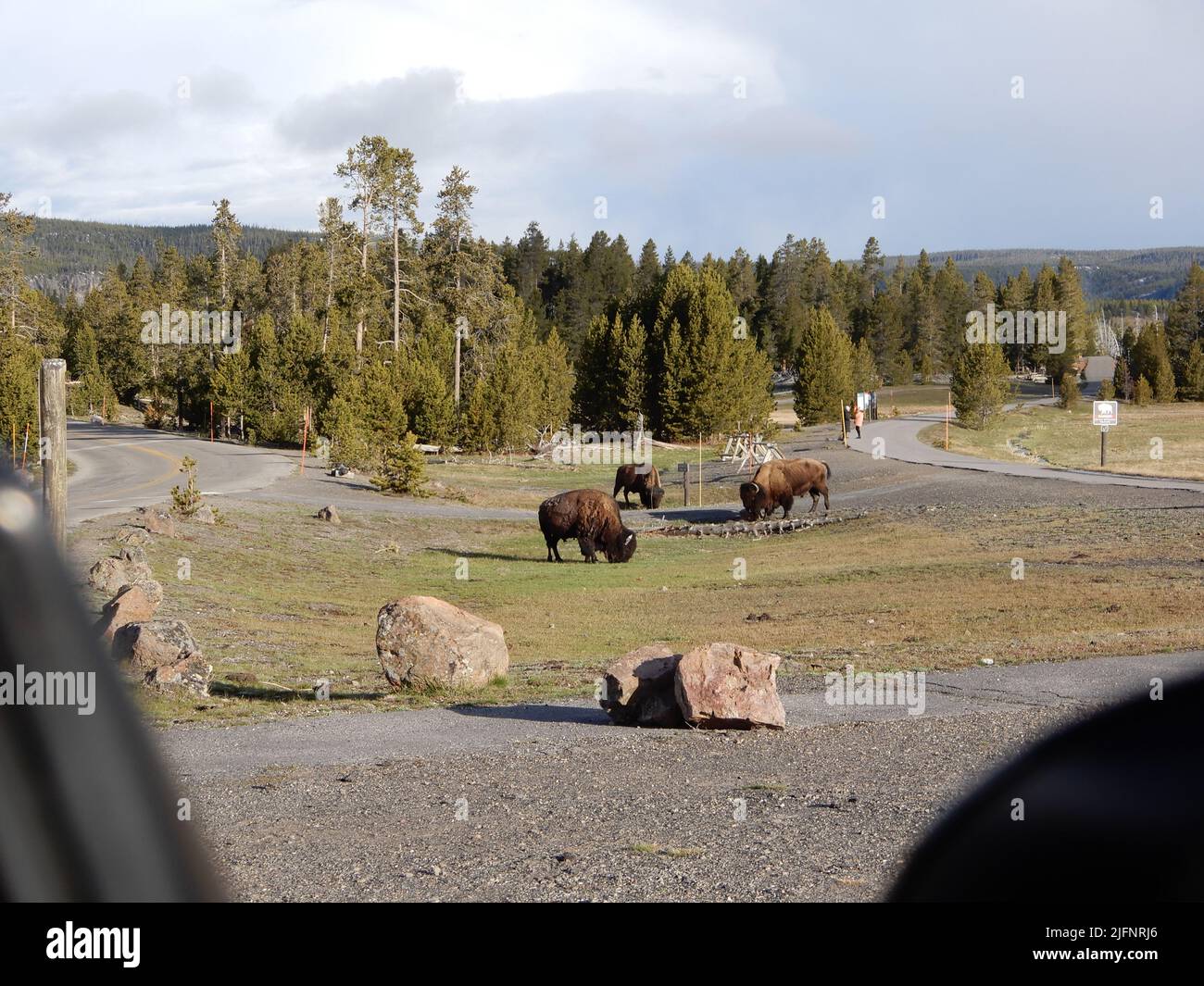 Yellowstone National Park, U.S.A. 5/21-24/2022. American Bison. 5,000 ...