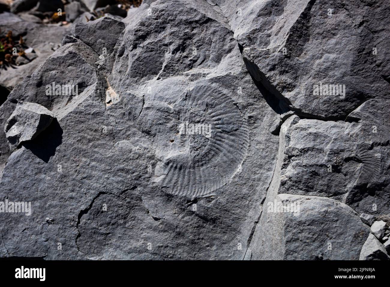 Sedimentary rocks fossils hi-res stock photography and images - Alamy