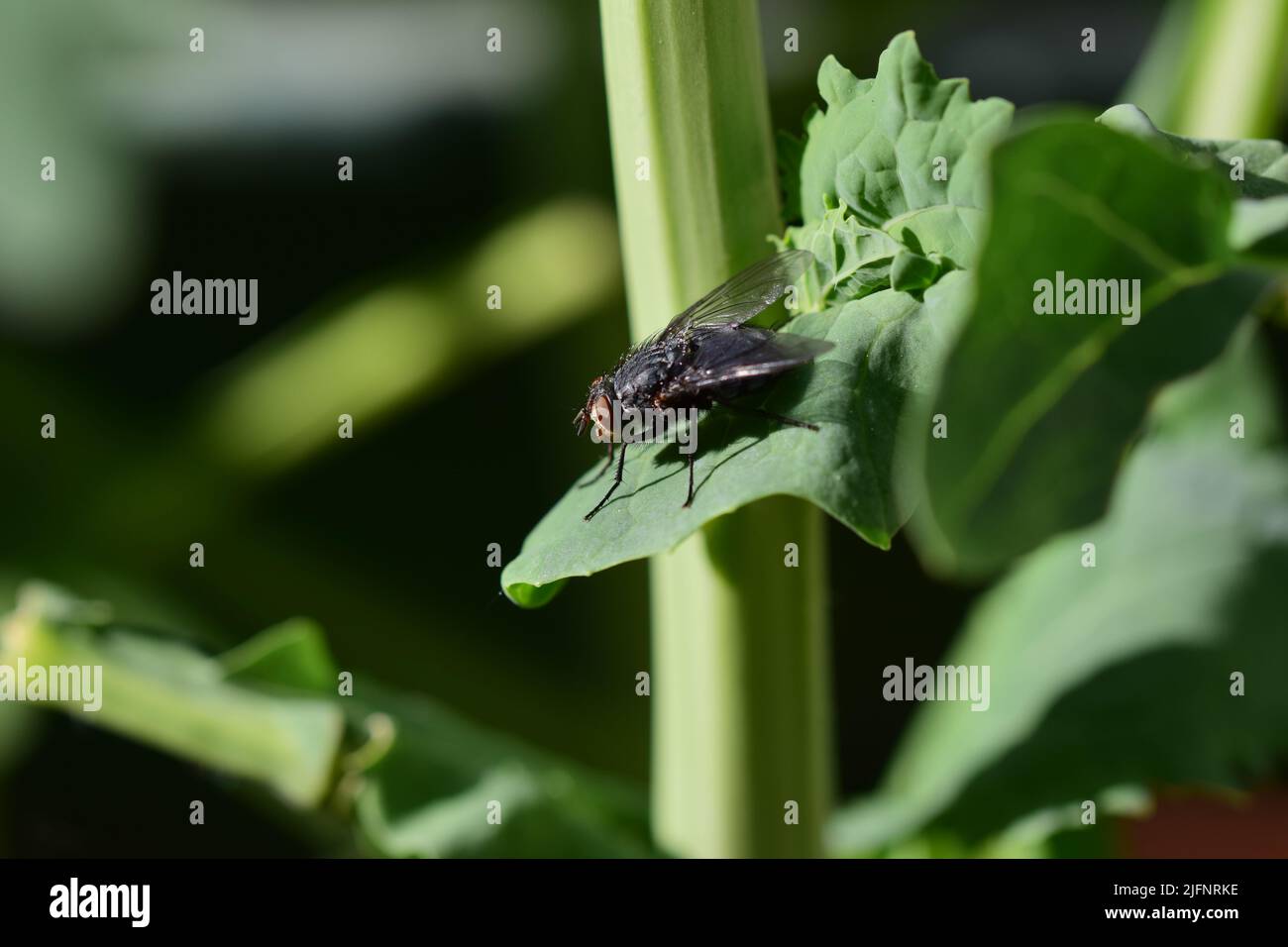 Black house fly - muscina stabulans- on a grren cabbage leaf as a close ...