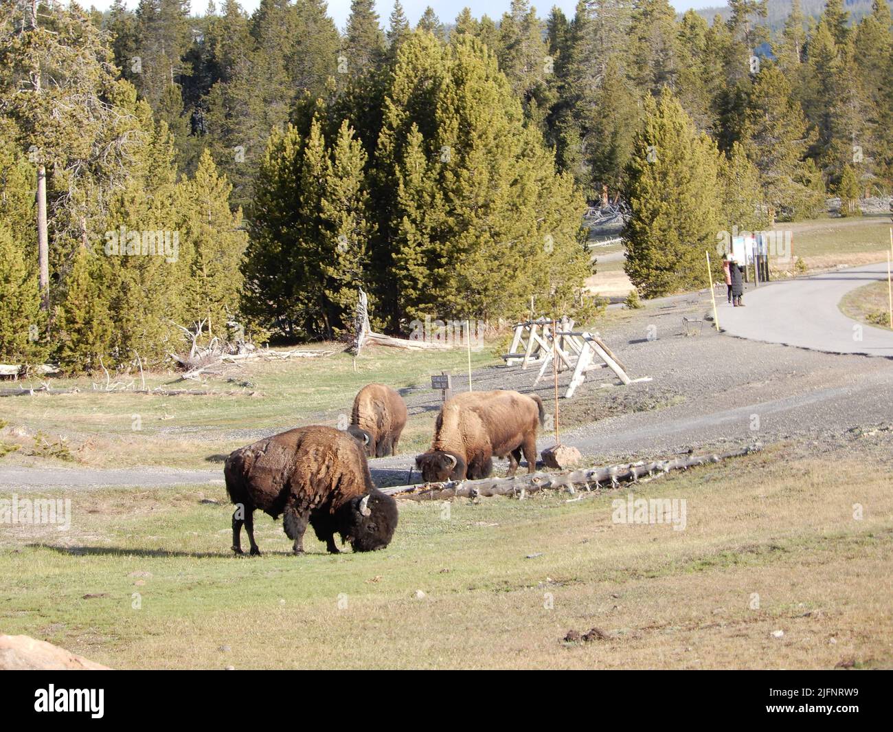 Yellowstone National Park, U.S.A. 5/21-24/2022. American Bison. 5,000 ...