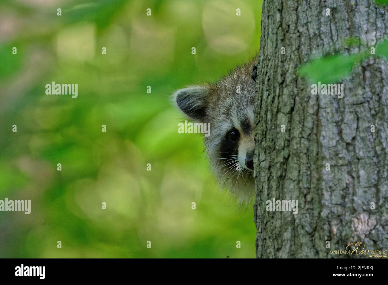 An adorable shy raccoon hiding behind a tree trunk Stock Photo - Alamy