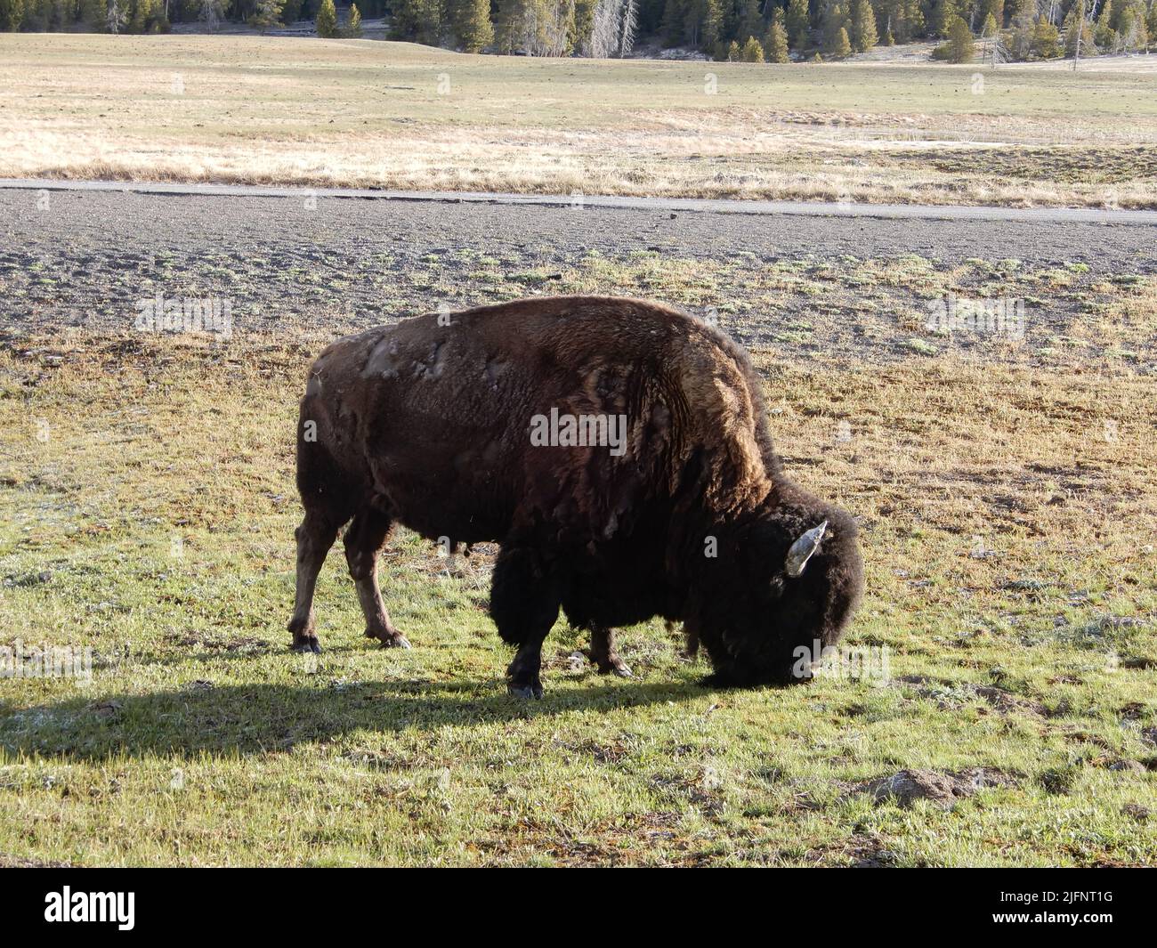 Yellowstone National Park, U.S.A. 5/21-24/2022. American Bison. 5,000 ...