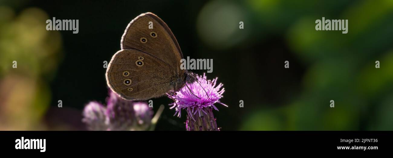 Panorama of Ringlet butterfly (Aphantopus hyperantus) on Thistle flower ...