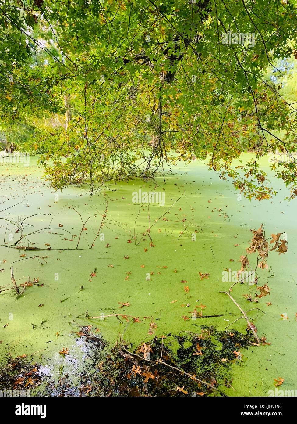 A vertical shot of a swamp in the forest surrounded by trees Stock ...