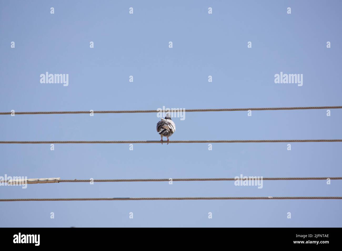 A low-angle shot of a pigeon sitting on a wire with blue background ...