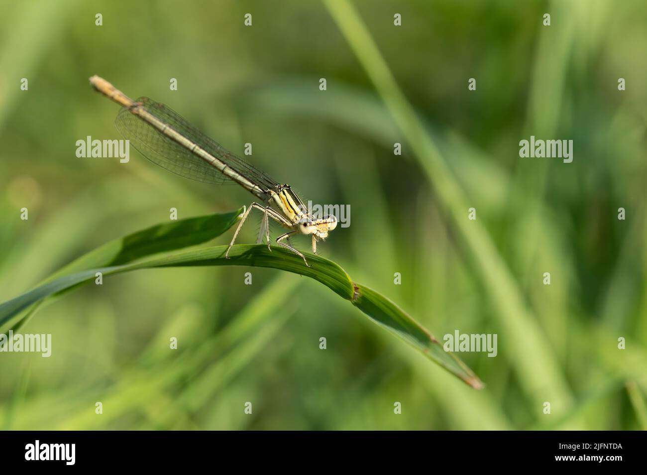 Libelledaily hi-res stock photography and images - Alamy