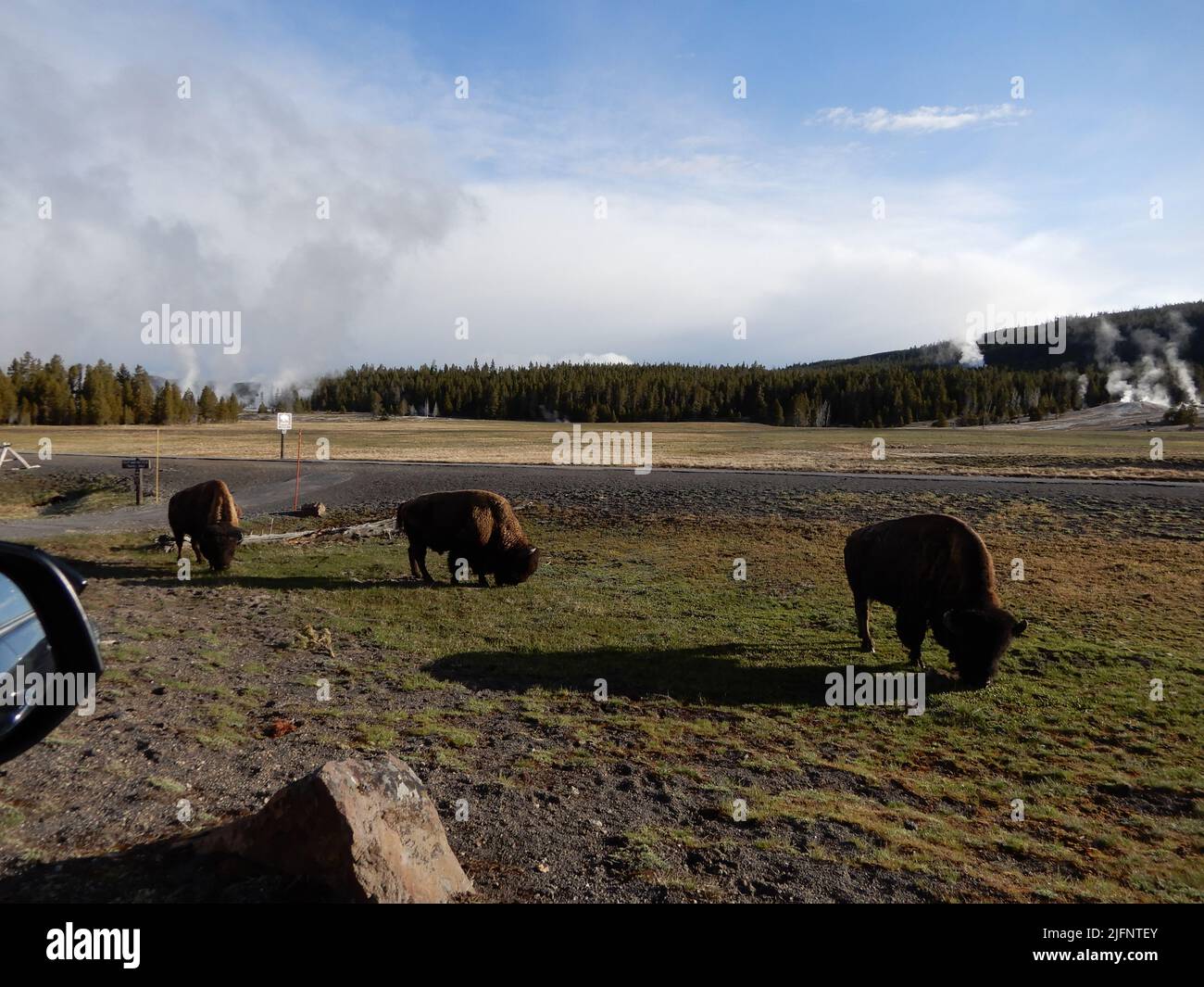 Yellowstone National Park, U.S.A. 5/21-24/2022. American Bison. 5,000 ...