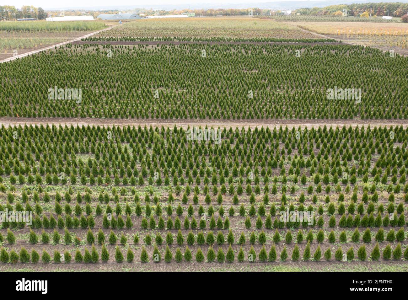 Aerial view coniferous trees on hi-res stock photography and images - Alamy