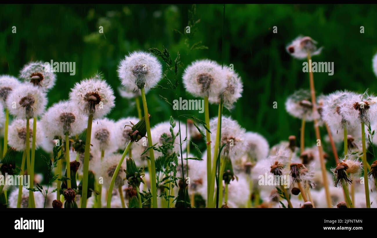 Green grass.Creative.Small white dandelions standing next to each other ...