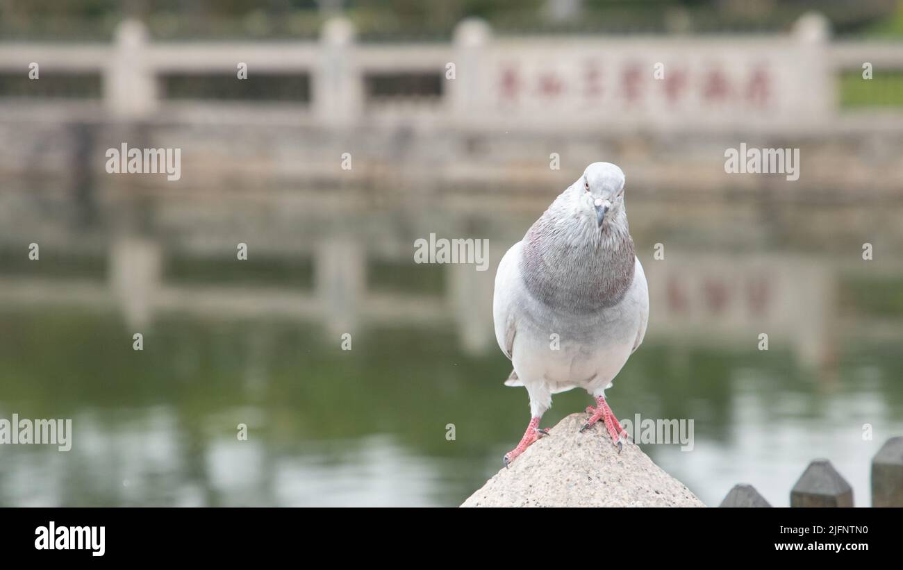 A close-up view of a Feral pigeon bird looking to the camera against ...