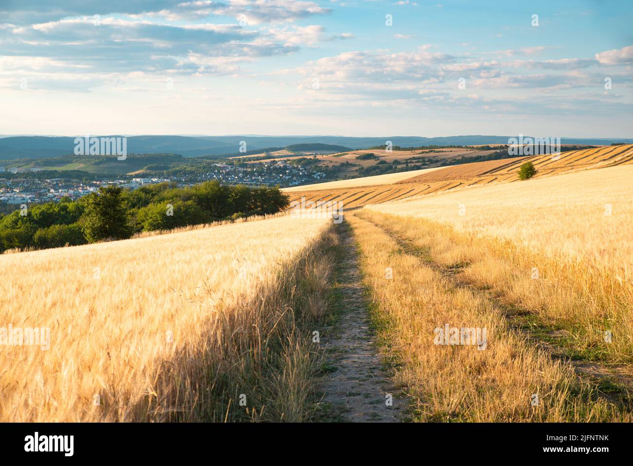 Field with cultivated barley Germany, harvest in the summer ...