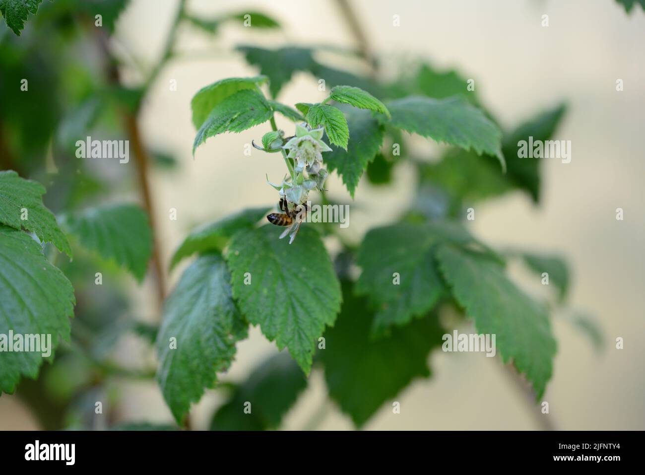 Unripe rashberry on the bush with a bee on it against a blurred ...