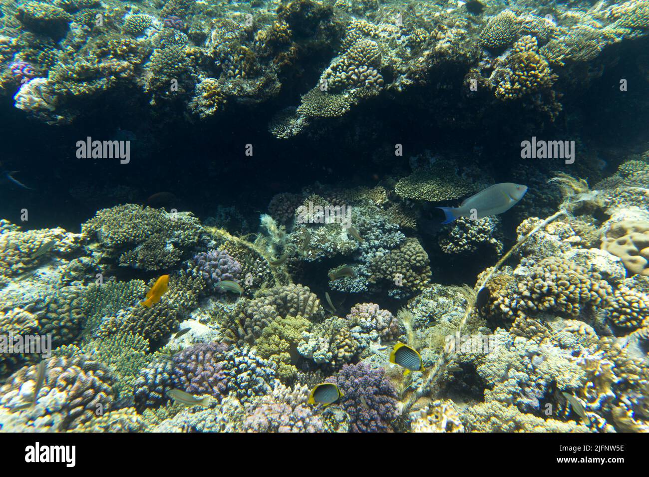 A View of coral reef in Egypt Stock Photo - Alamy