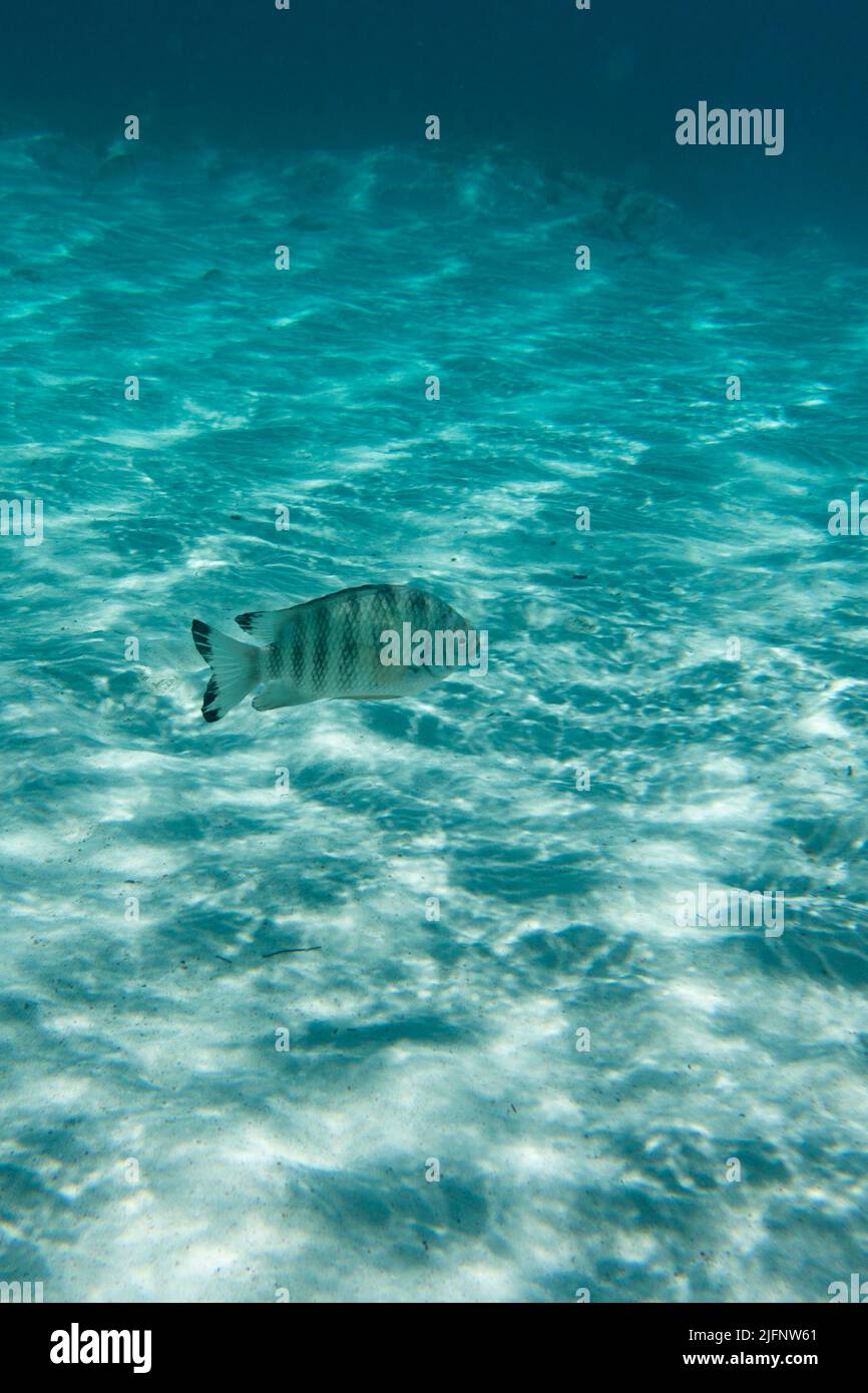 Photo of Blackspot sergeant fish in New Caledonia Stock Photo - Alamy
