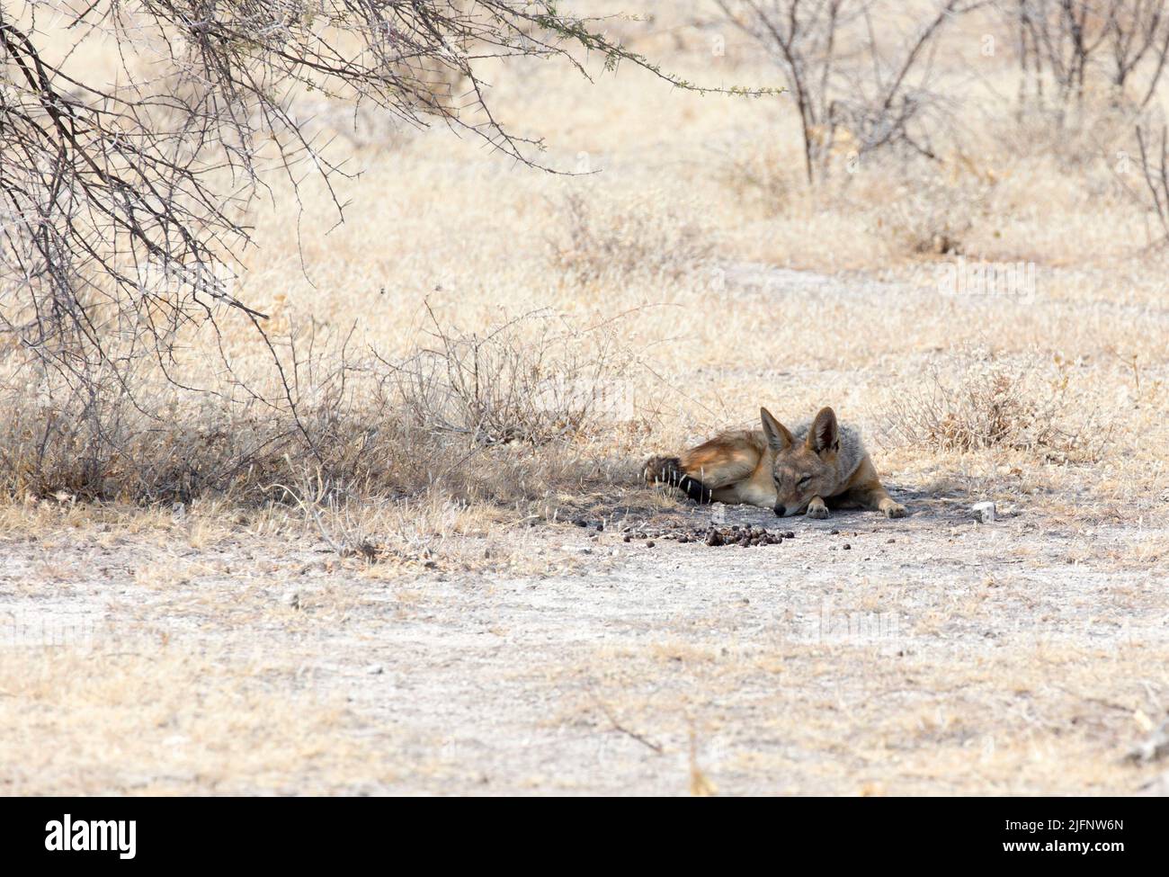 Jackal in namibia savanna hi-res stock photography and images - Alamy