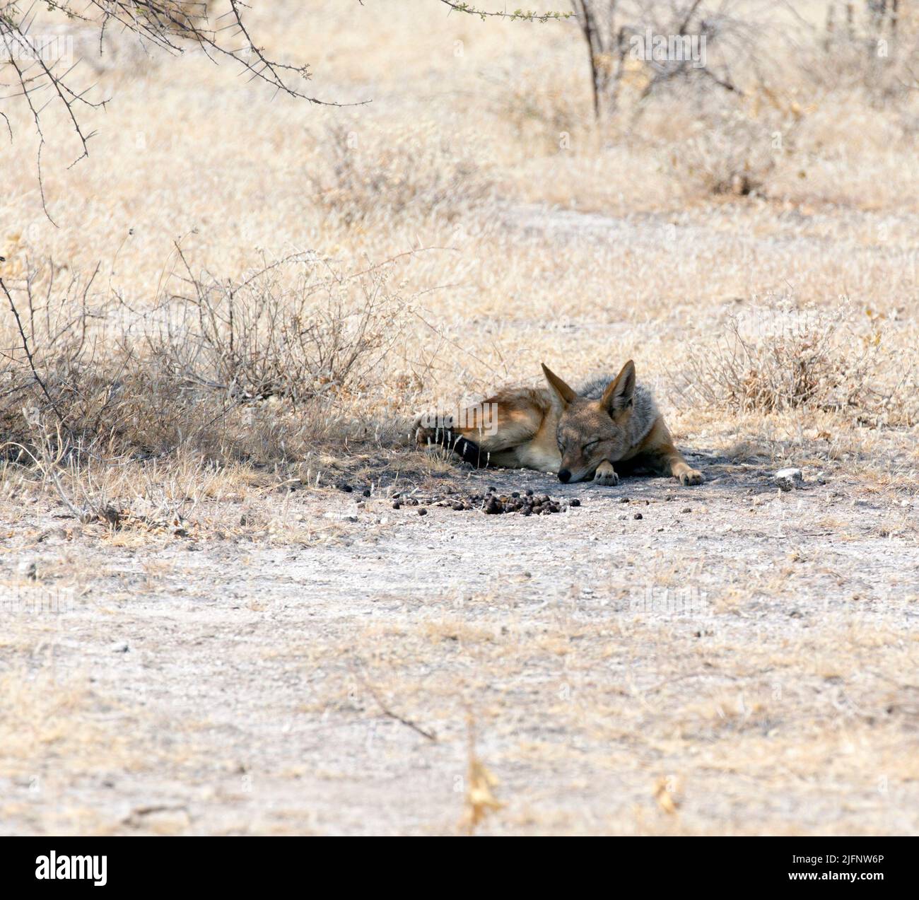 Picture of a jackal in Namibia Stock Photo - Alamy