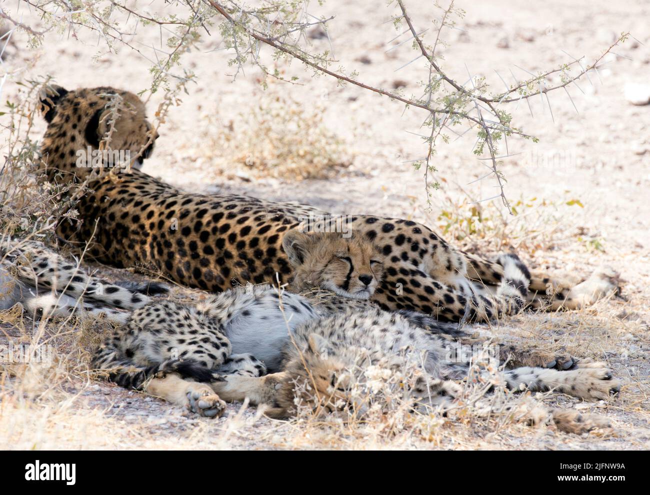 Picture of cheetah with cubs Stock Photo - Alamy