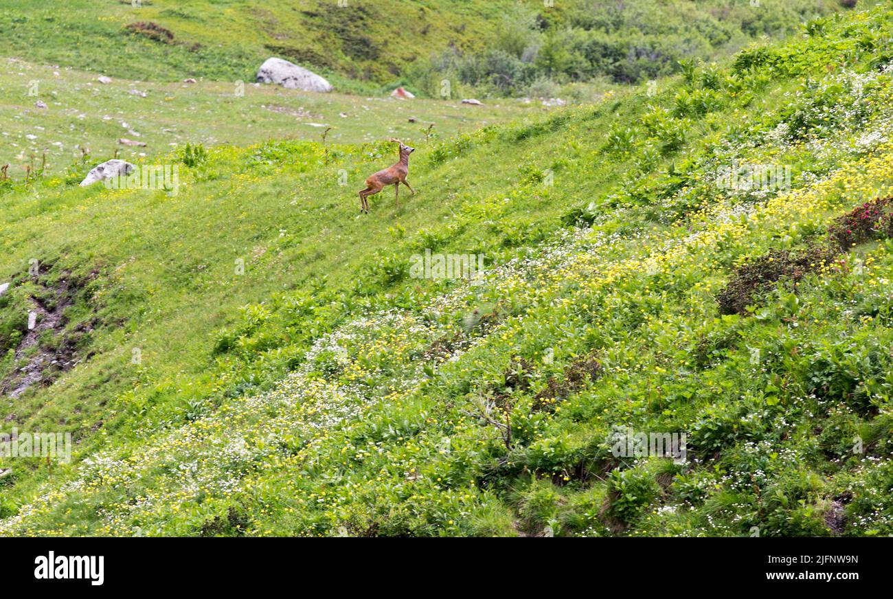 Photo of a roe deer in north of Italy Stock Photo - Alamy
