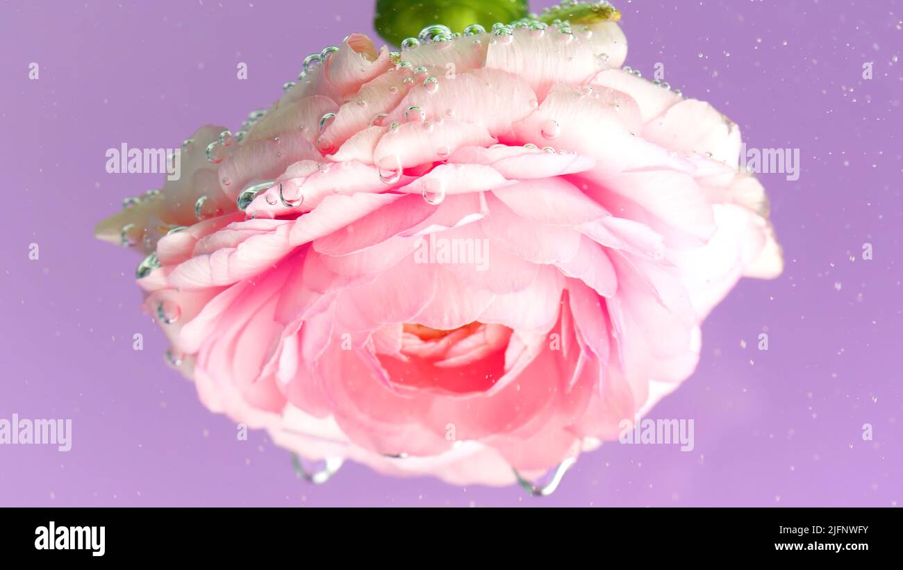 Pink rose with bubbles under water. Stock footage. Delicate rose with ...