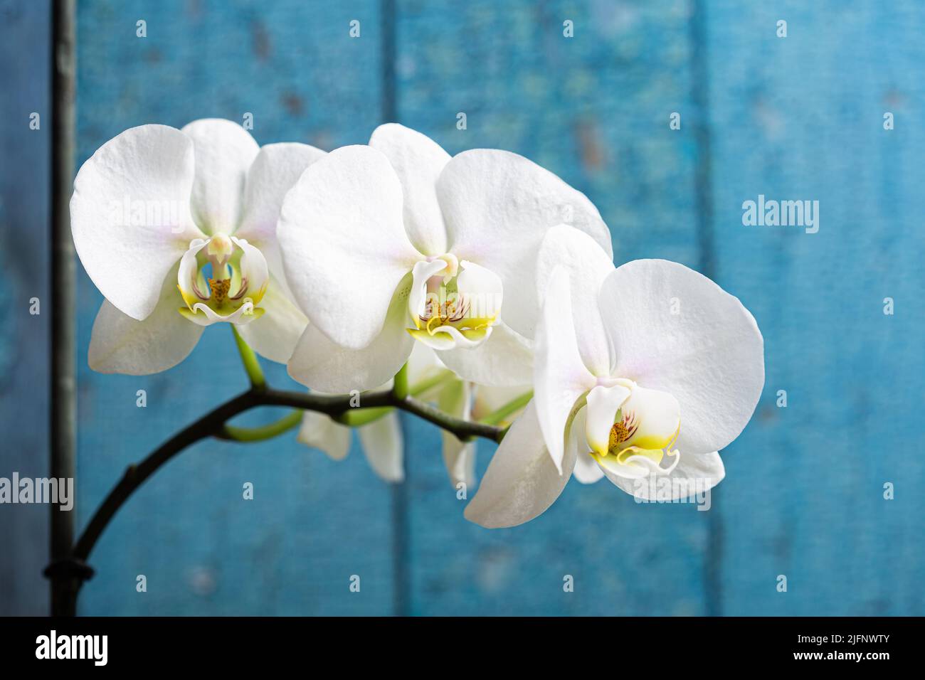 Three white orchid flowers in bloom with beautiful smooth petals on a ...