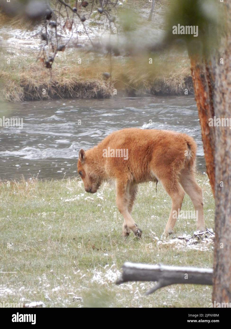 Yellowstone National Park, U.S.A. 5/21-24/2022. American Bison. 5,000 ...