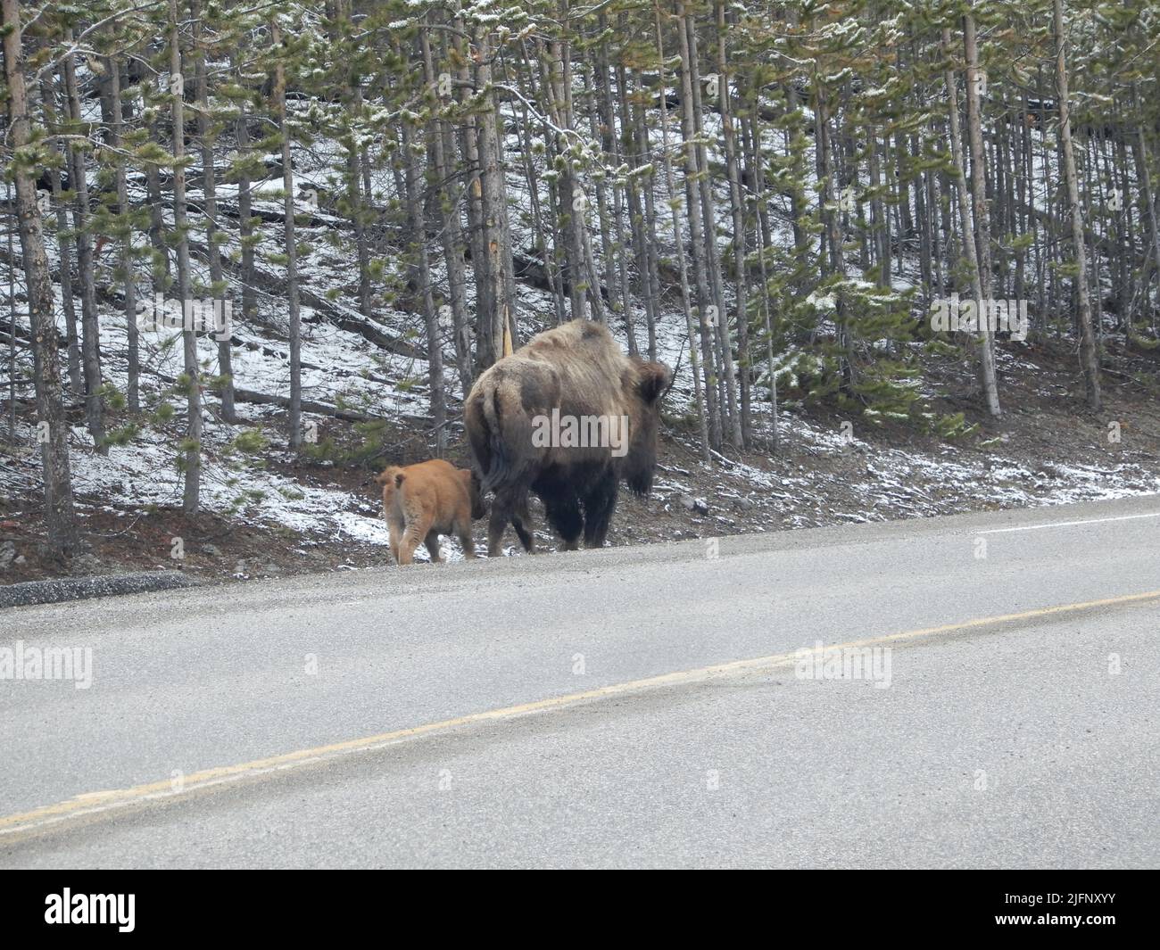 Yellowstone National Park, U.S.A. 5/21-24/2022. American Bison. 5,000 ...
