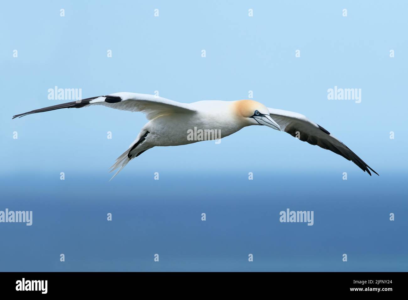 Morus bassanus hunt hi-res stock photography and images - Alamy