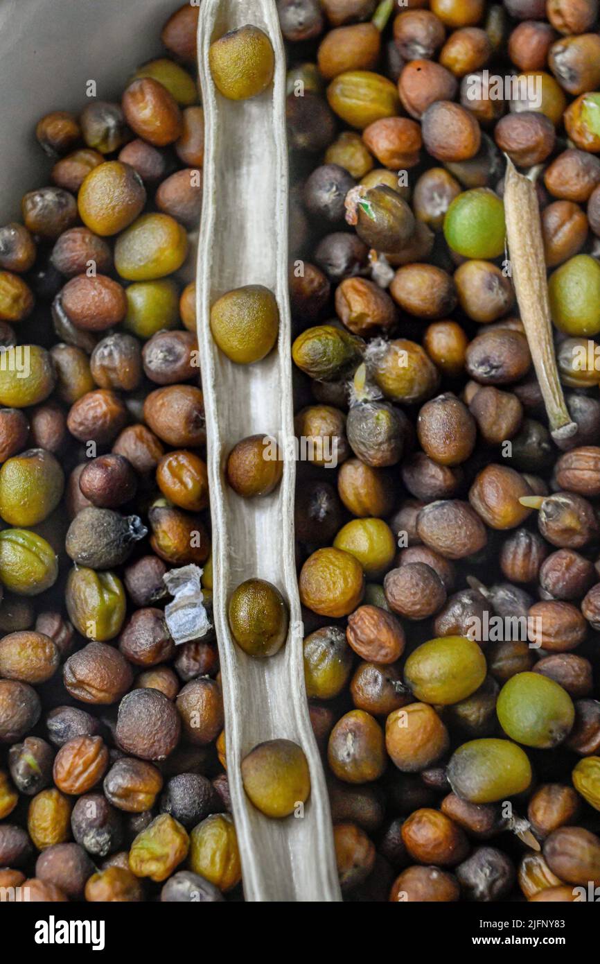 Kale seeds - kale seeds close up - closeup of kale seed pod Stock Photo ...