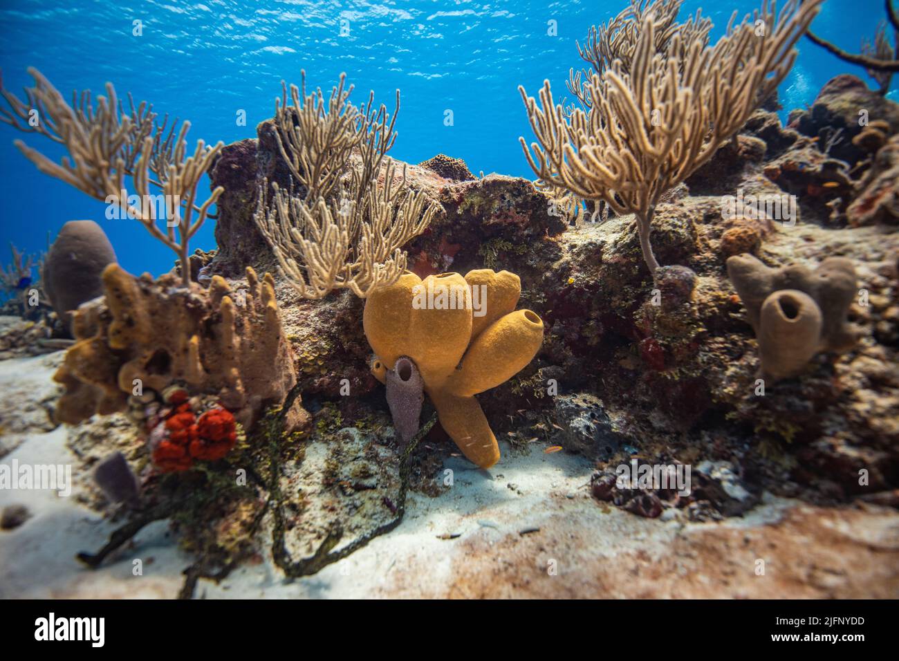 The beautiful nature of ocean underwater Stock Photo - Alamy