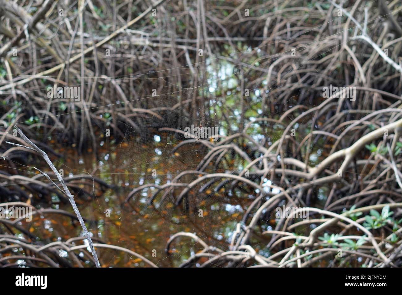 A beautiful view of Ria mangroves system in the wild nature Stock Photo ...