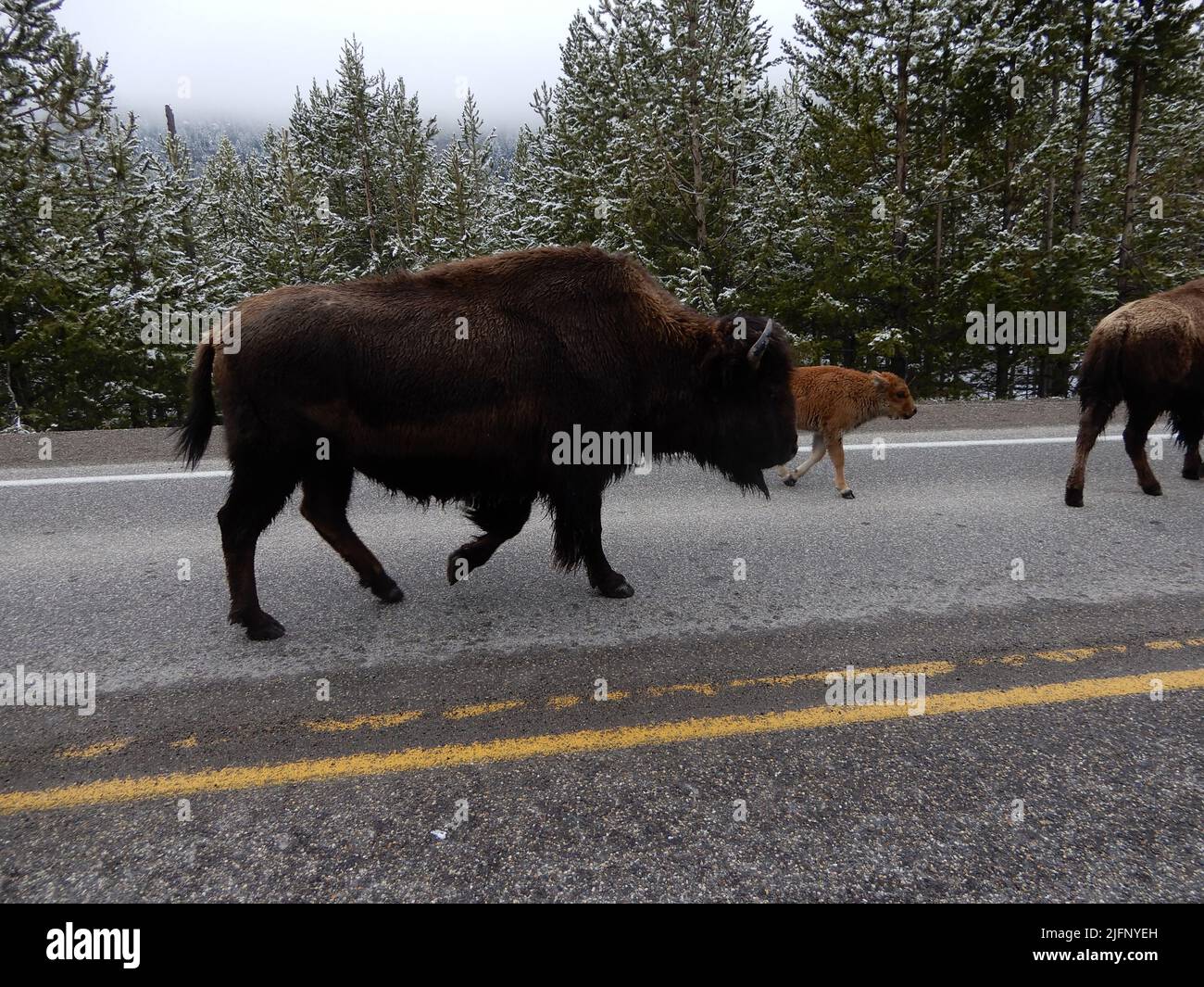 Yellowstone National Park, U.S.A. 5/21-24/2022. American Bison. 5,000 ...
