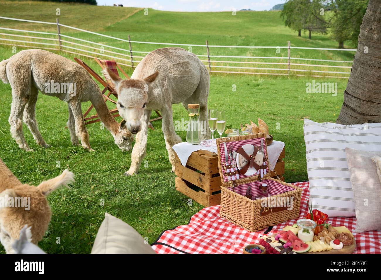 Two alpacas grazing next to a beautiful countryside picnic blanket with ...
