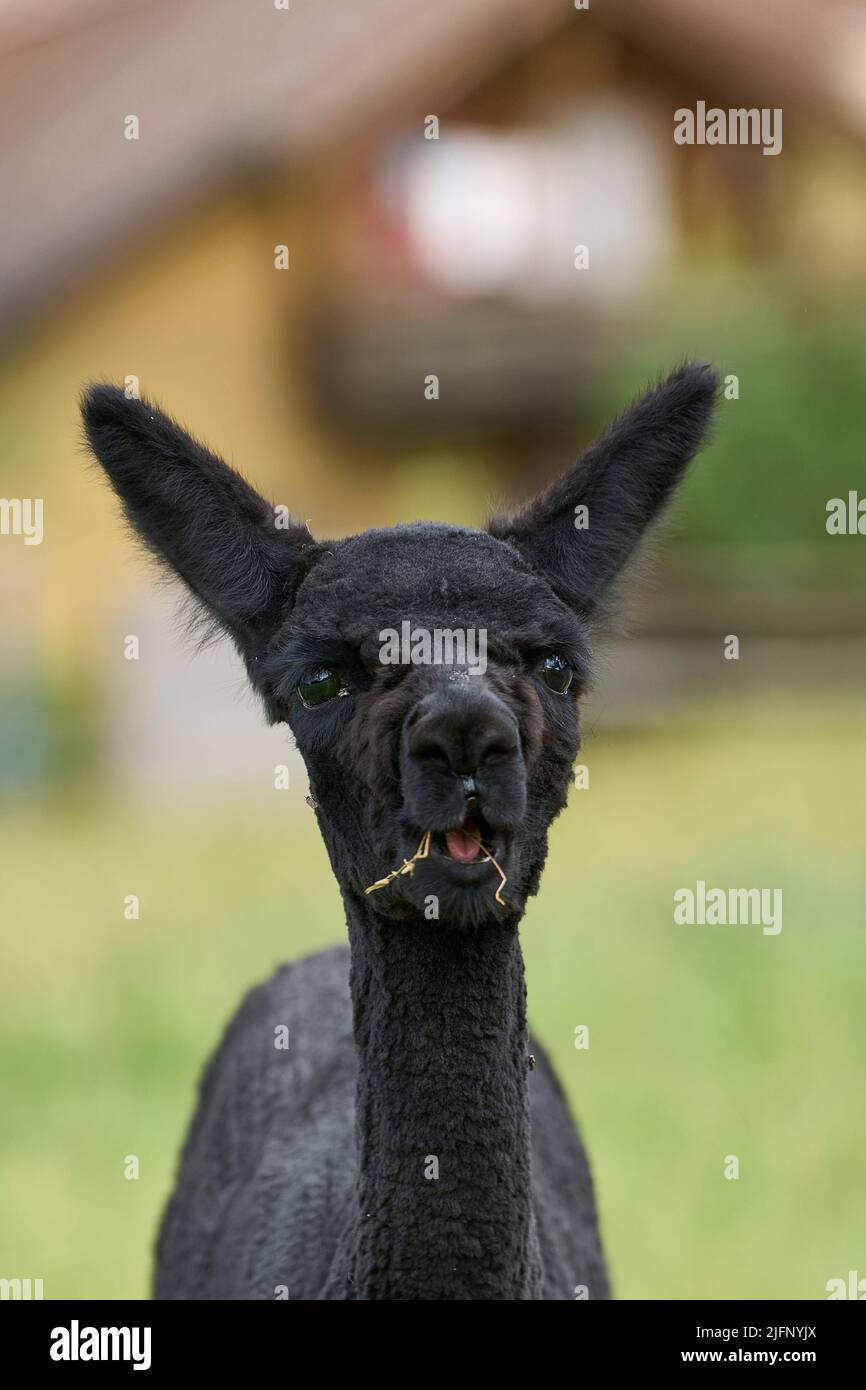 A vertical close-up shot of a black alpaca in a green blur Stock Photo ...