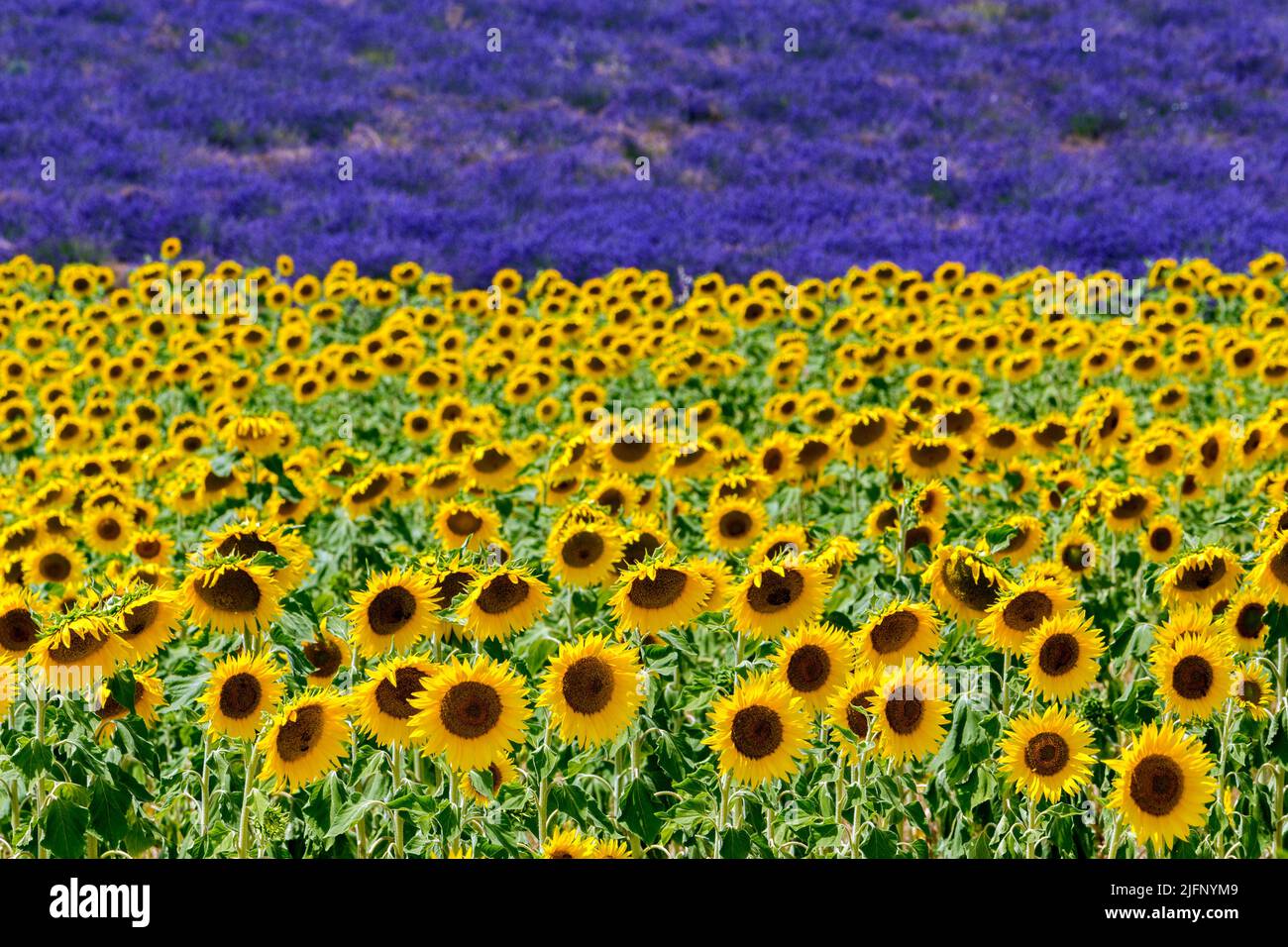 Sunflowers on the valensole plateau hi-res stock photography and images ...