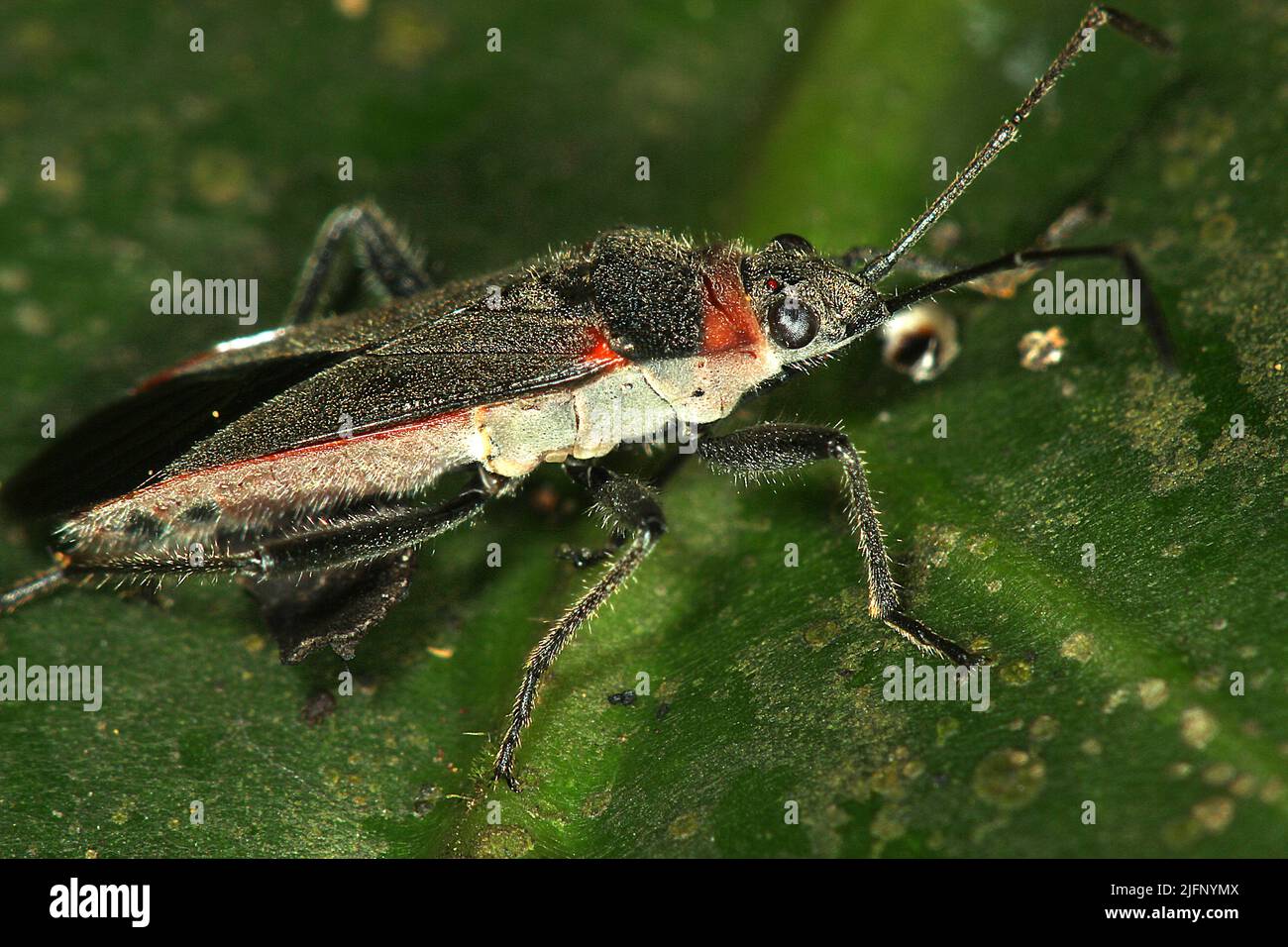 SWanplant seed bug (Arocatus rusticus Stock Photo - Alamy