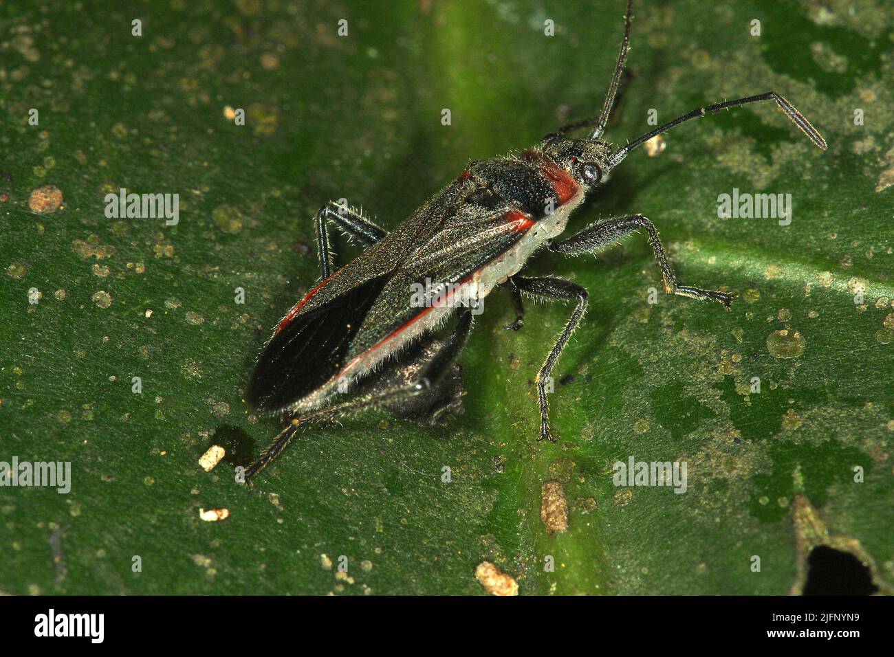 SWanplant seed bug (Arocatus rusticus Stock Photo - Alamy