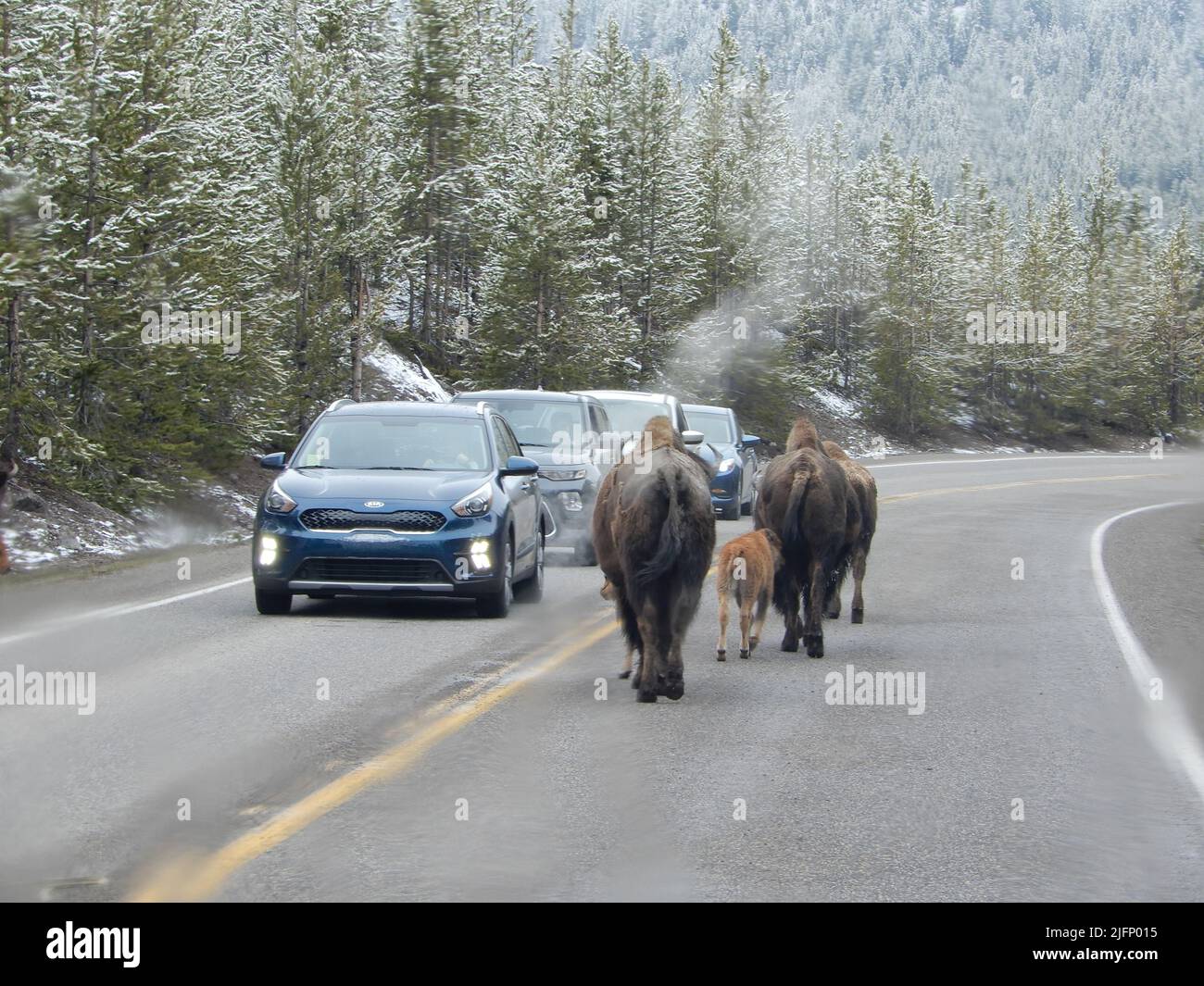 Yellowstone National Park, U.S.A. 5/21-24/2022. American Bison. 5,000 ...