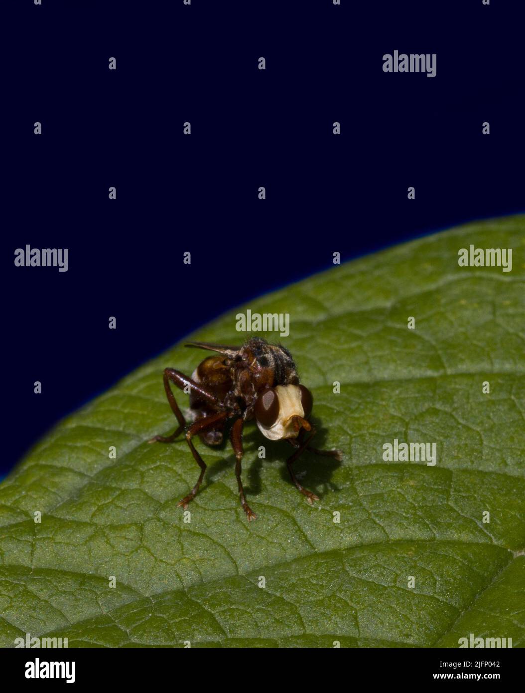 Sicini hi-res stock photography and images - Alamy