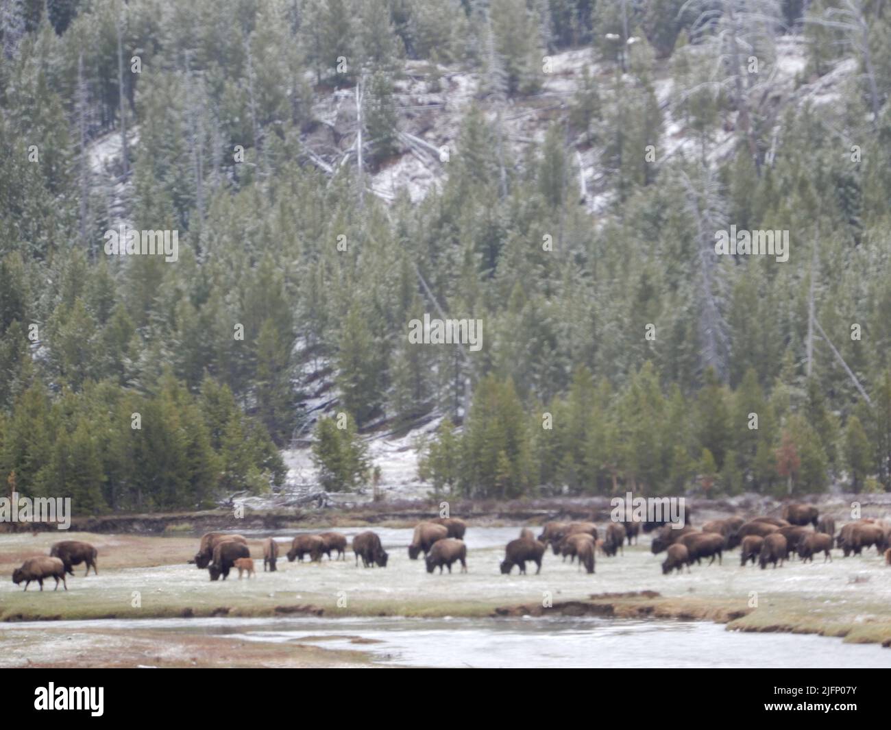 Yellowstone National Park, U.S.A. 5/21-24/2022. American Bison. 5,000 ...