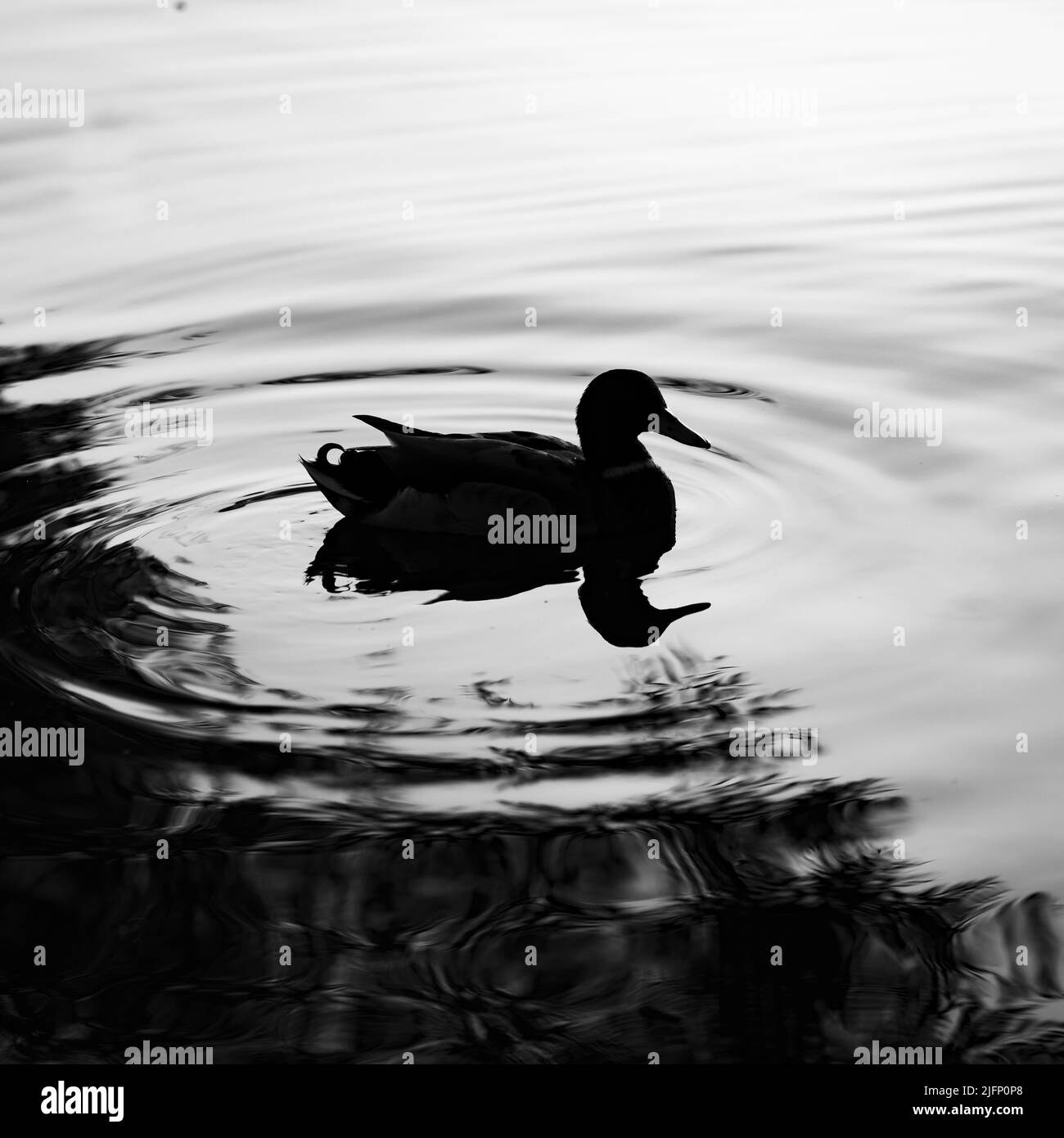 A grayscale shot of a goose in the water Stock Photo - Alamy